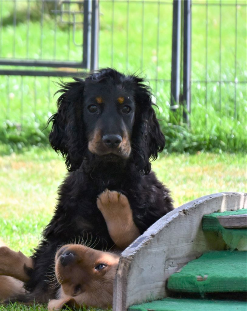 Accueil - Elevage Du Domaine De Biazak - eleveur de chiens Cocker ...